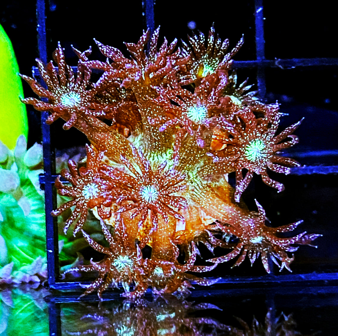 LPS Corals – Page 2 – Blue Line Coral