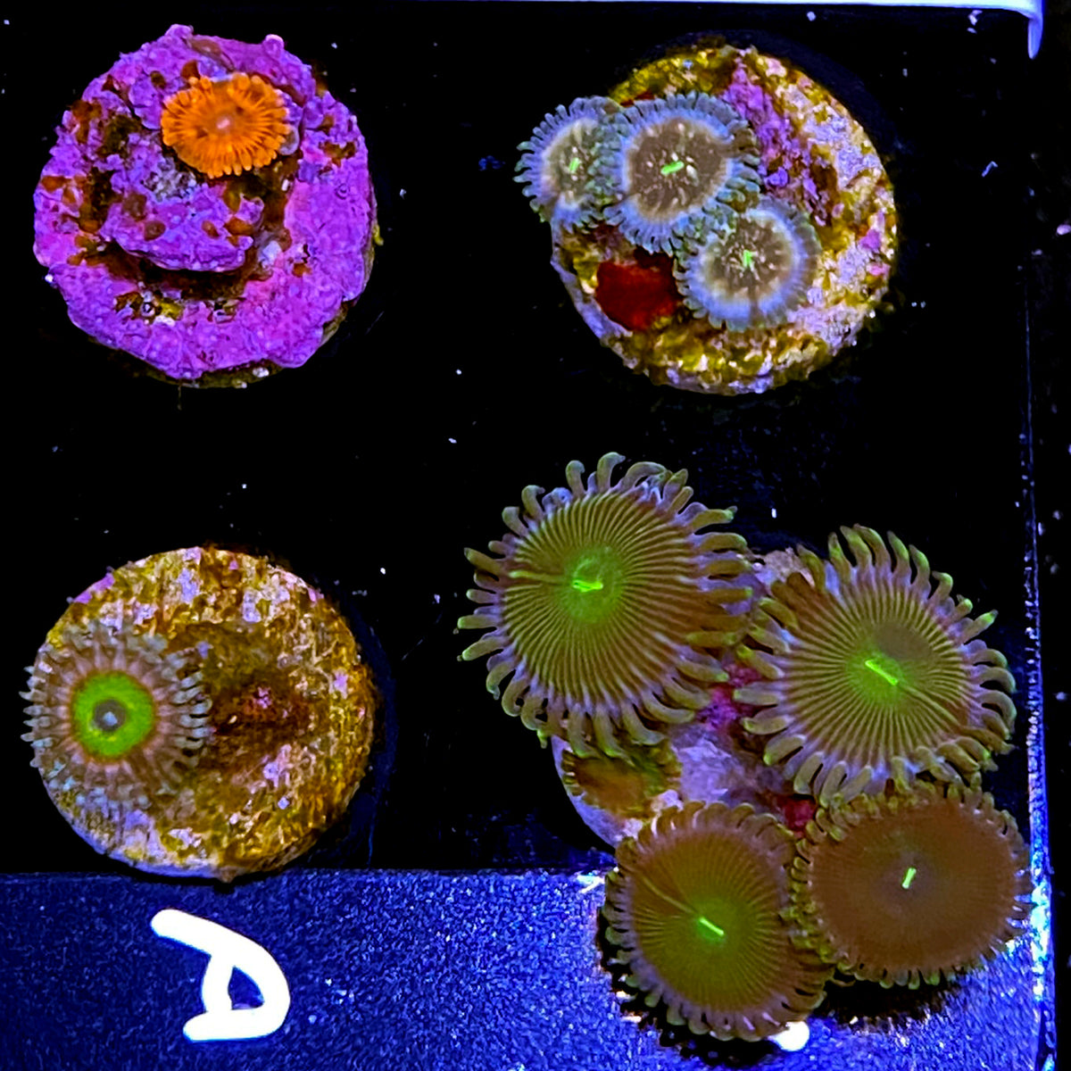 Frag Packs – Blue Line Coral