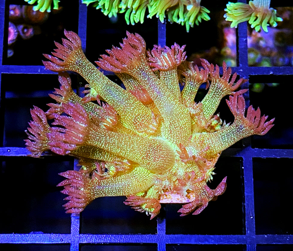 Auction Winners – Blue Line Coral