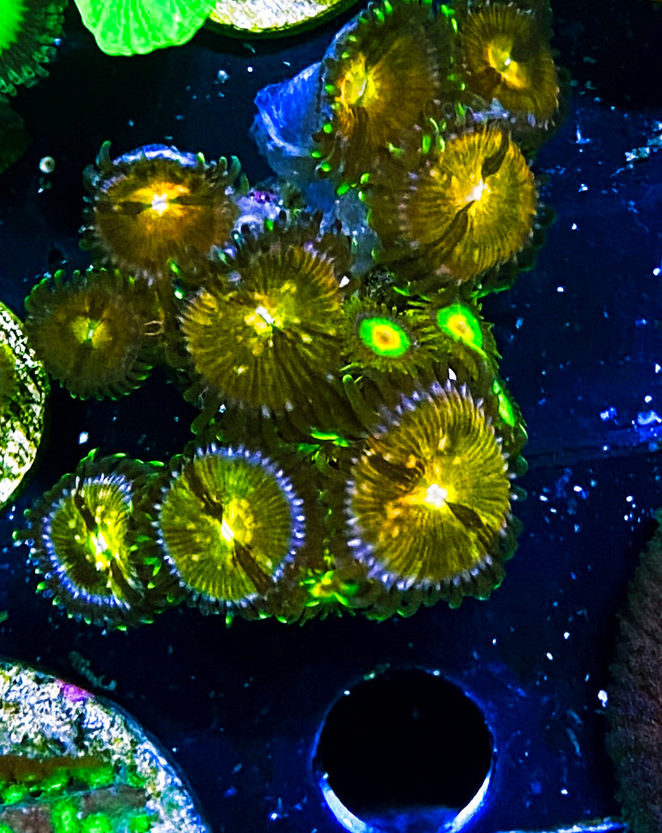 Z13-c4 Aquacultured Nirvana & Rasta Combo – Blue Line Coral