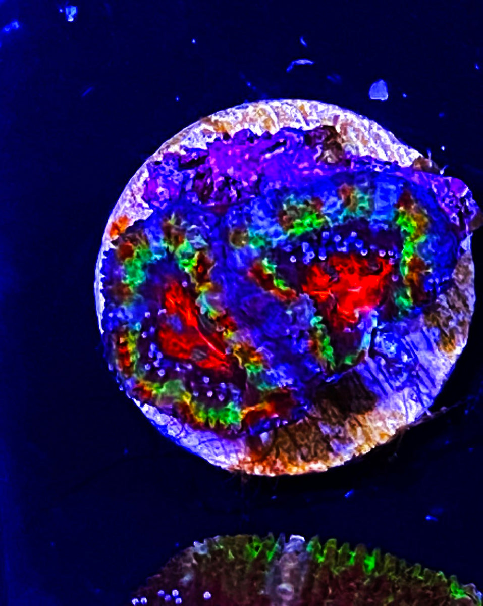 W9-A4 2H Rainbow Acans – Blue Line Coral
